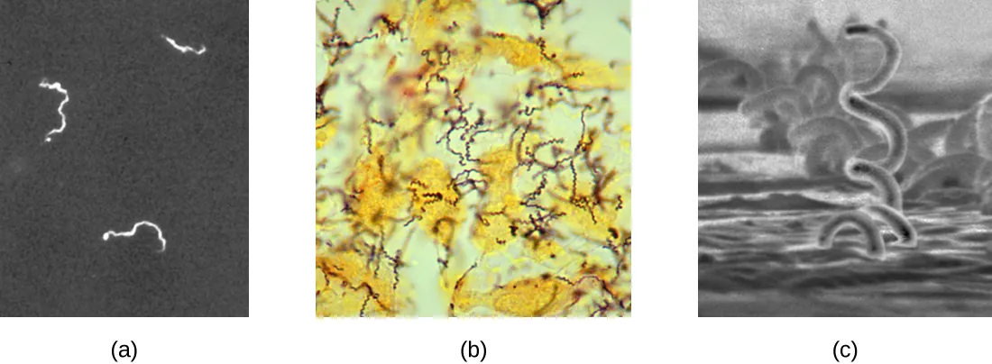 2.4 Staining Microscopic Specimens - Microbiology | OpenStax