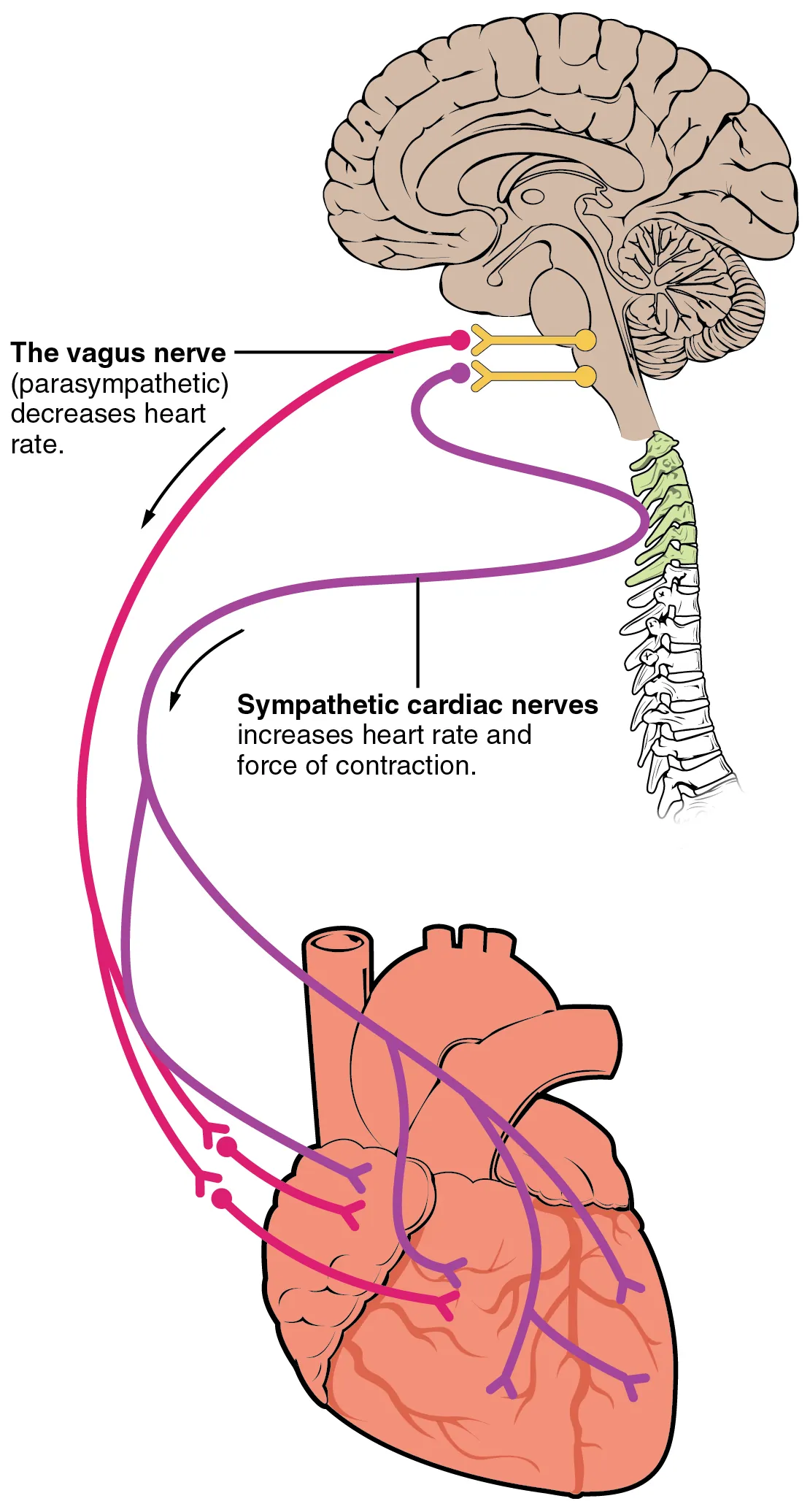 19.4 Cardiac Physiology - Anatomy and Physiology | OpenStax