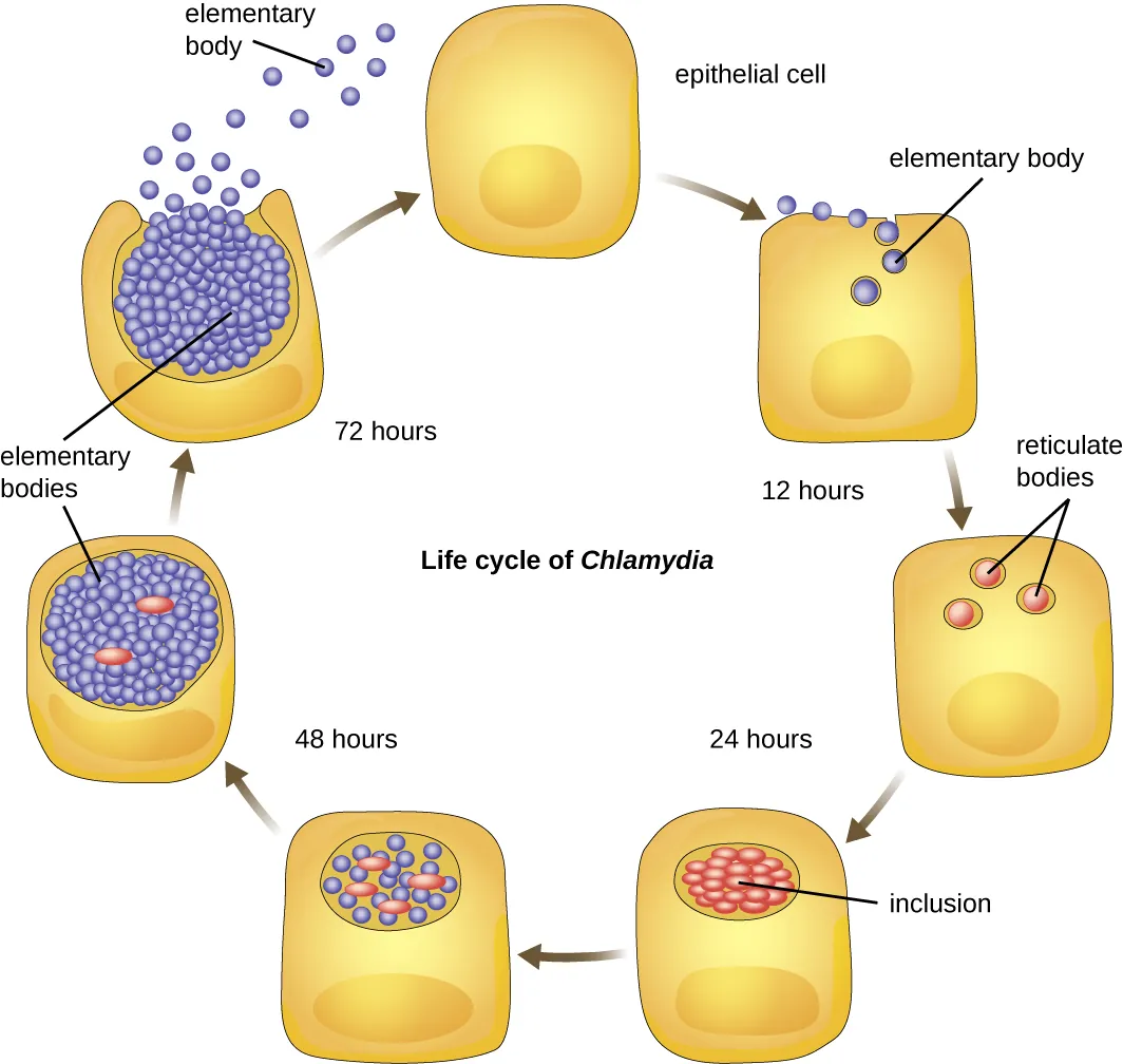 Chlamydia Bacteria Diagram