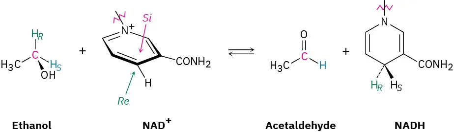 5.11 Prochirality - Organic Chemistry | OpenStax