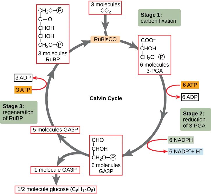 8.3 Using Light Energy to Make Organic Molecules - Biology | OpenStax