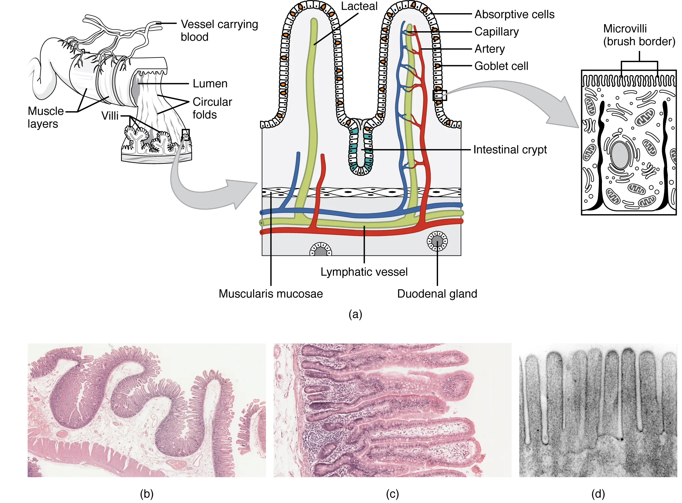 Duodenum Histology Intestinal Gland