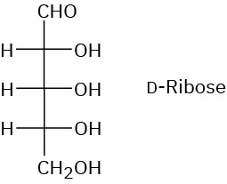 Ribose Fischer Projection