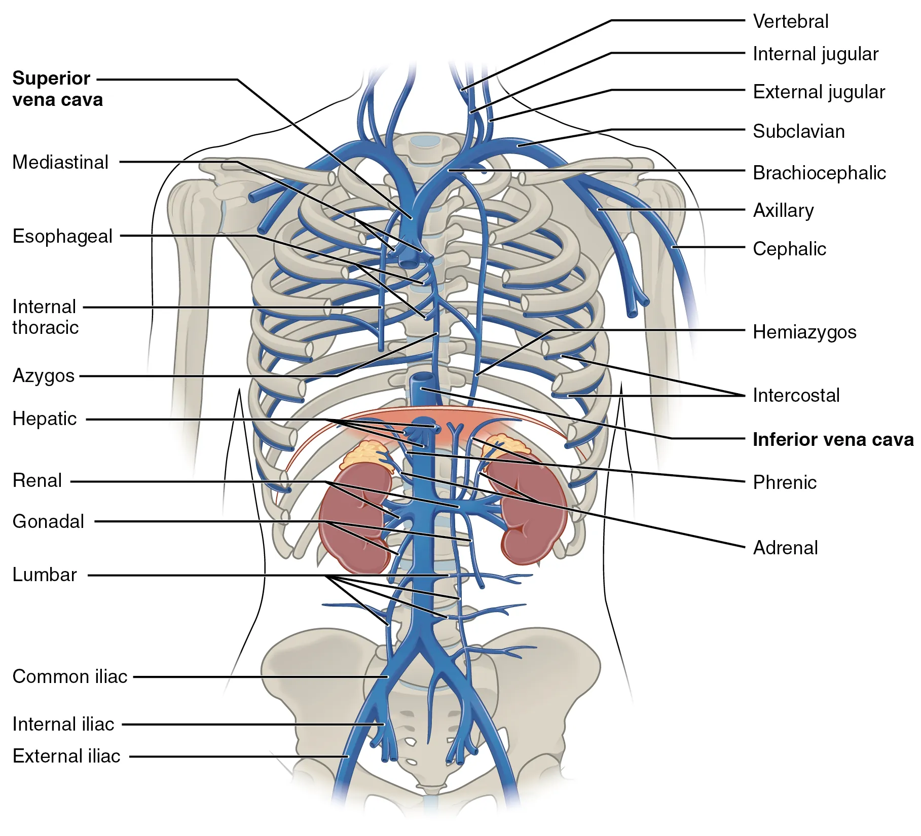 Internal Thoracic Vein And Artery