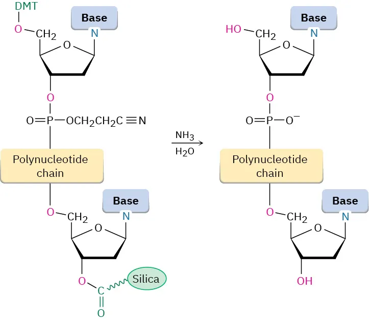 Polynucleotide Formation