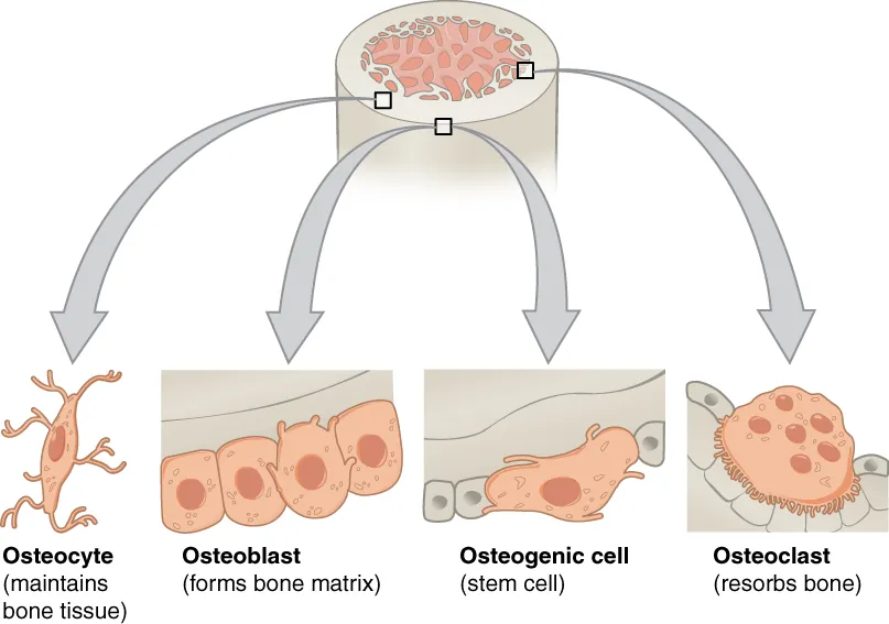 Labeled Cross Section Of A Bone