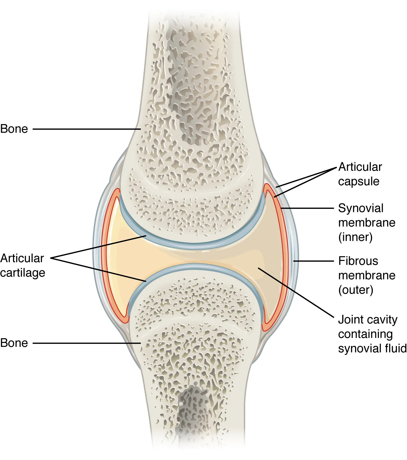Synovial Knee Joint Diagram