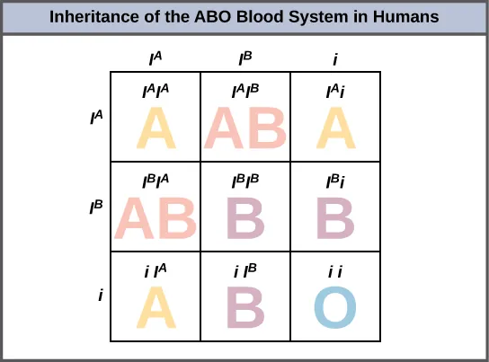 Difference Between Incomplete Dominance And Codominance Punnett Square