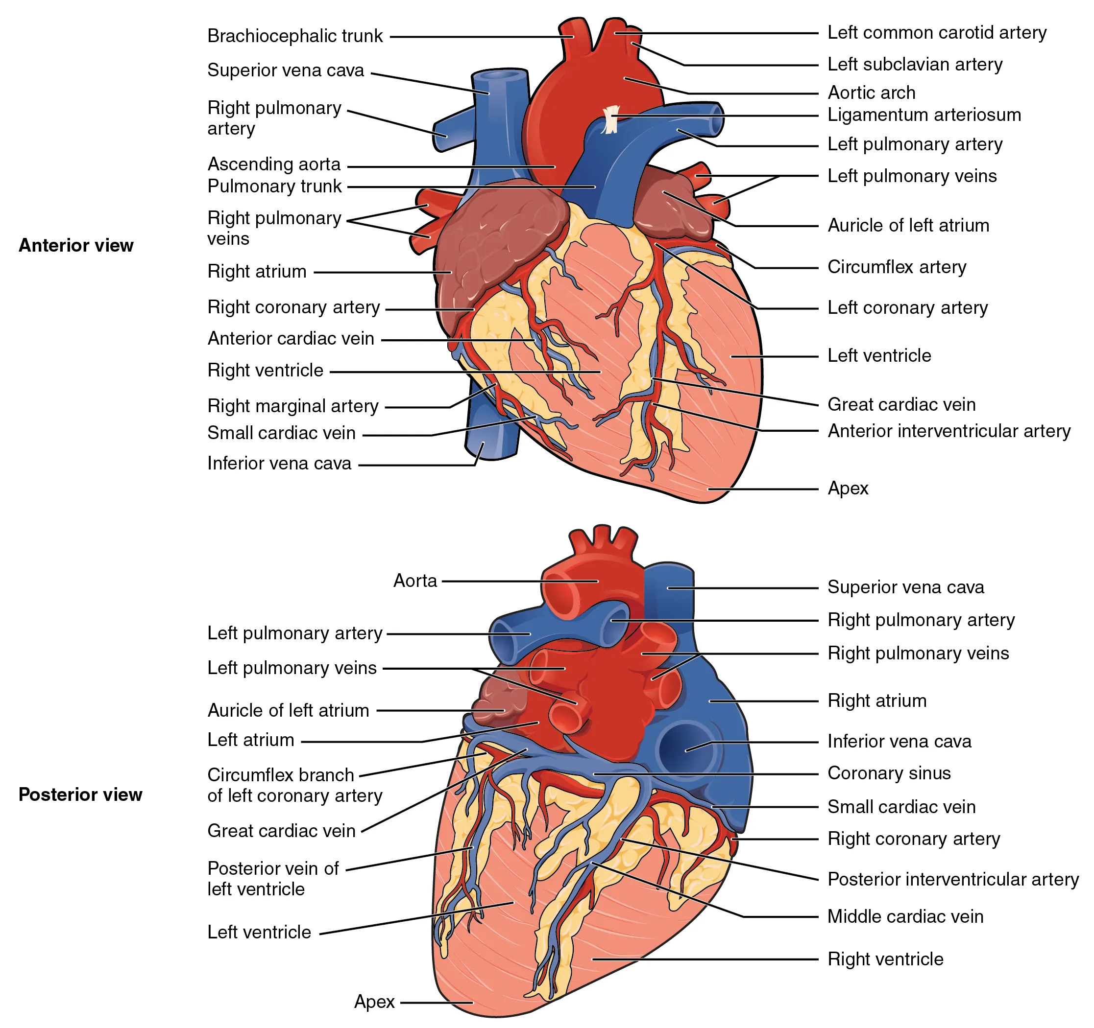 19.1 Heart Anatomy - Anatomy and Physiology | OpenStax