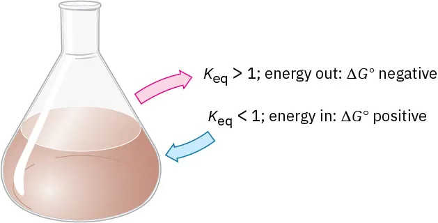 6.7 Describing a Reaction: Equilibria, Rates, and Energy Changes ...