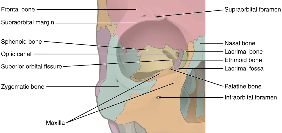Parietal Bone Labeled