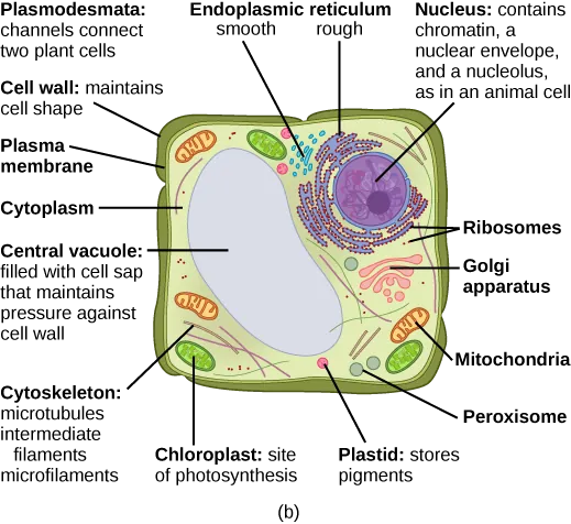 Eukaryotic Plant Cell Labeled