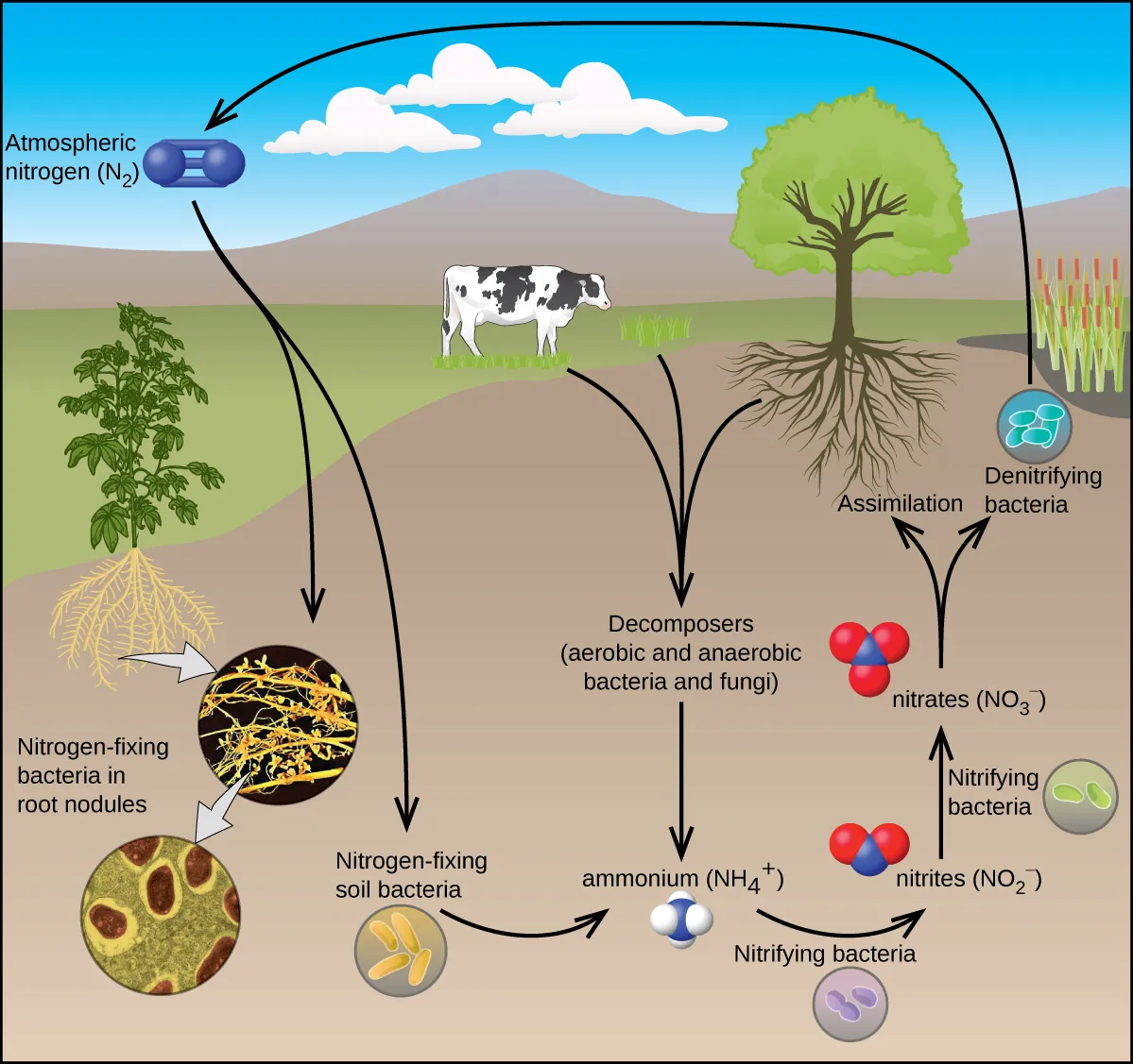Everyday Uses Of Nitrogen