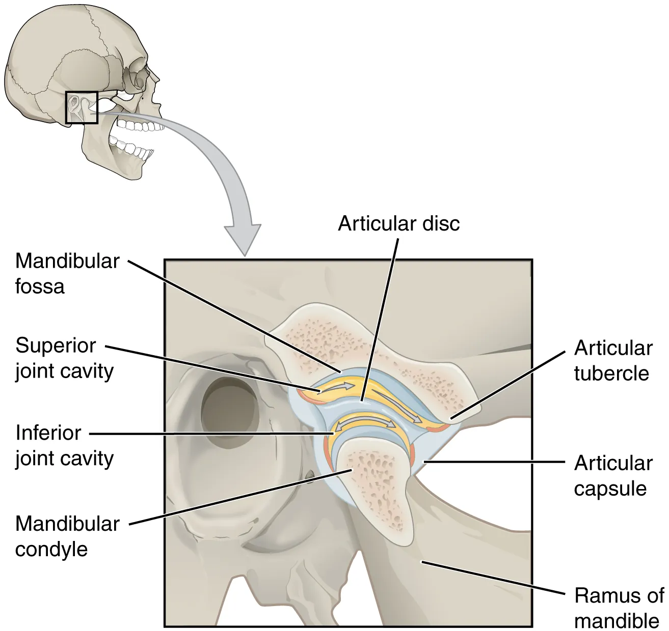dislocated jaw disc