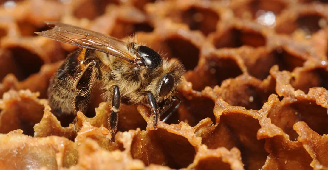 Ch. 25 Why This Chapter? - Organic Chemistry | OpenStax