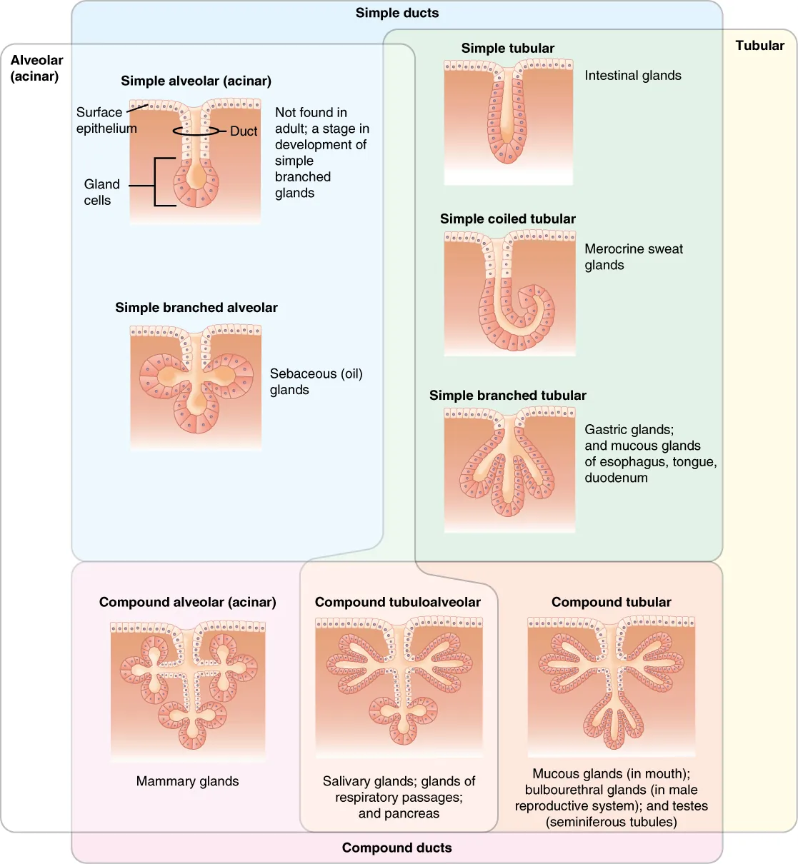 Epithelial Cell Structure