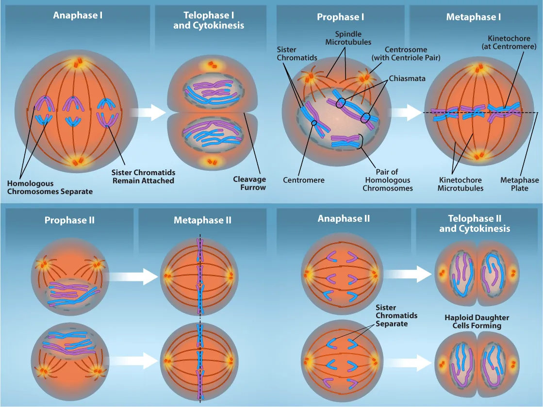 Stages Of Meiosis 1 And 2 Labeled