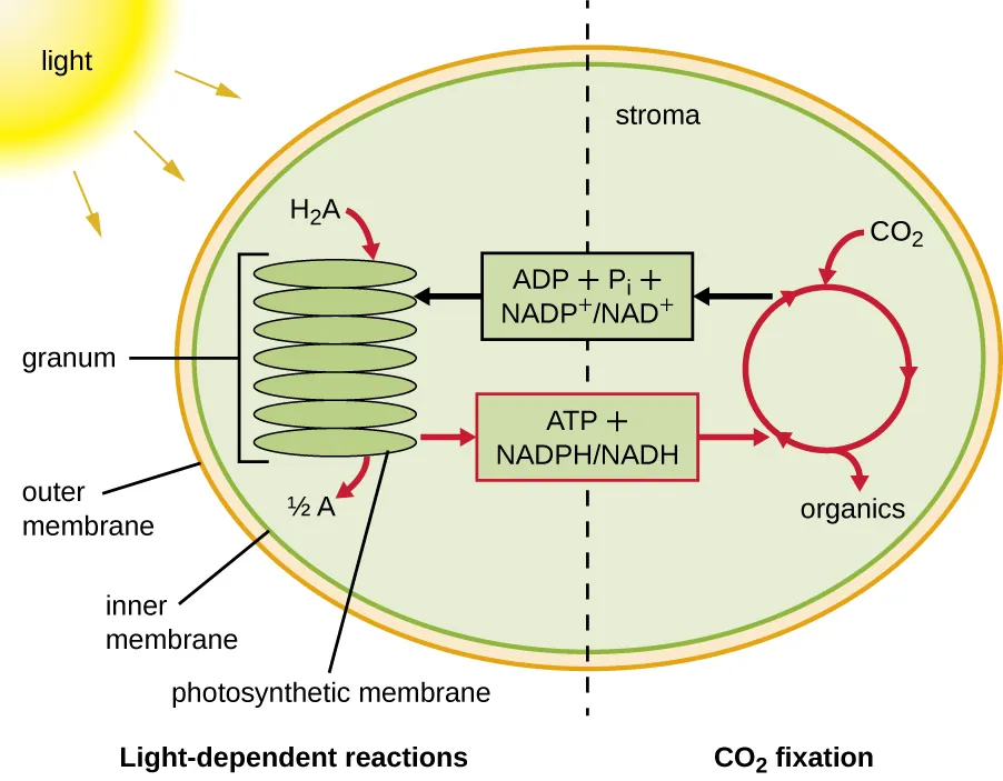 8.6 Photosynthesis - Microbiology | OpenStax