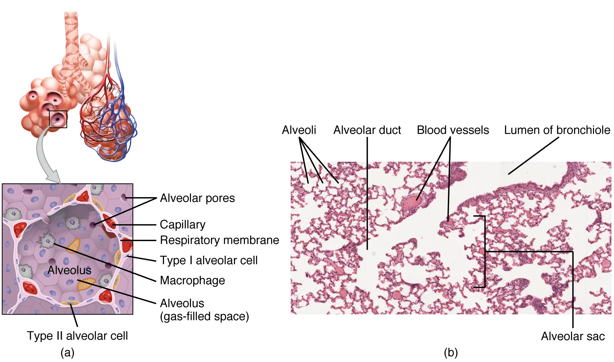 22.1 Organs and Structures of the Respiratory System - Anatomy and ...