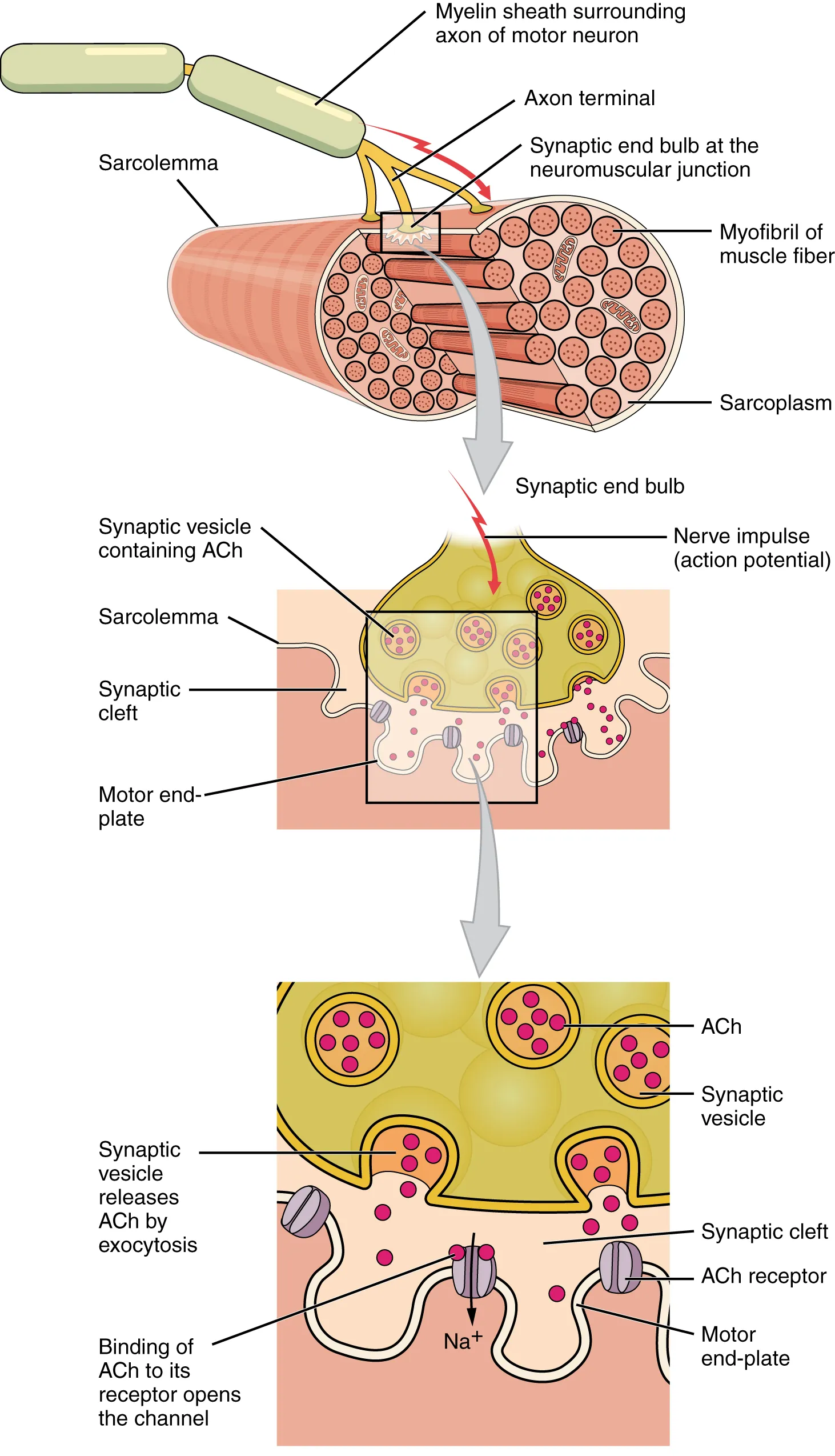 Skeletal Muscle Tissue Labeled Sarcolemma