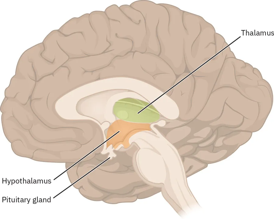 23.1 Foundations of Neuromuscular Functioning - Fundamentals of Nursing ...